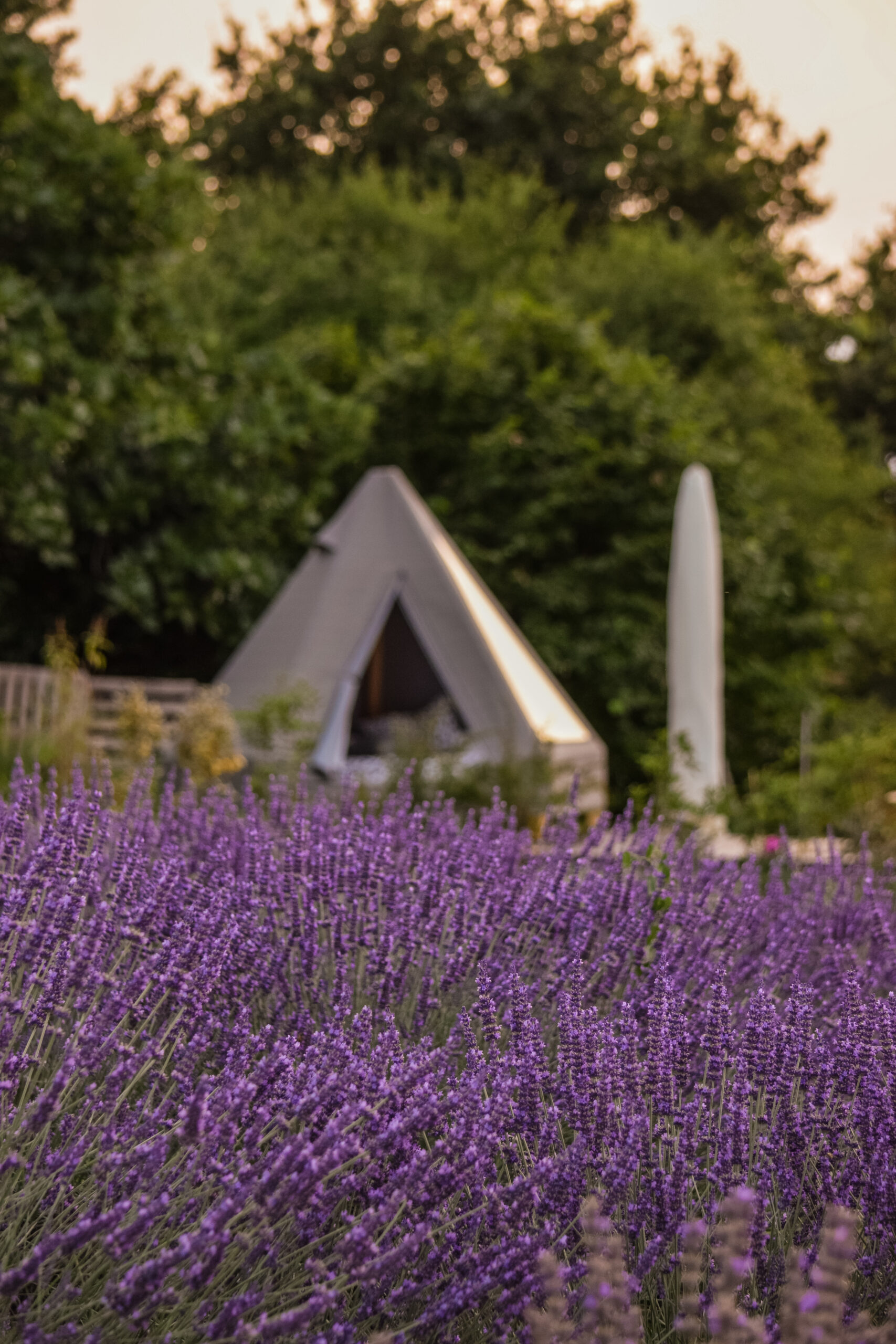 Lavandeto Antico Casale - Tipì